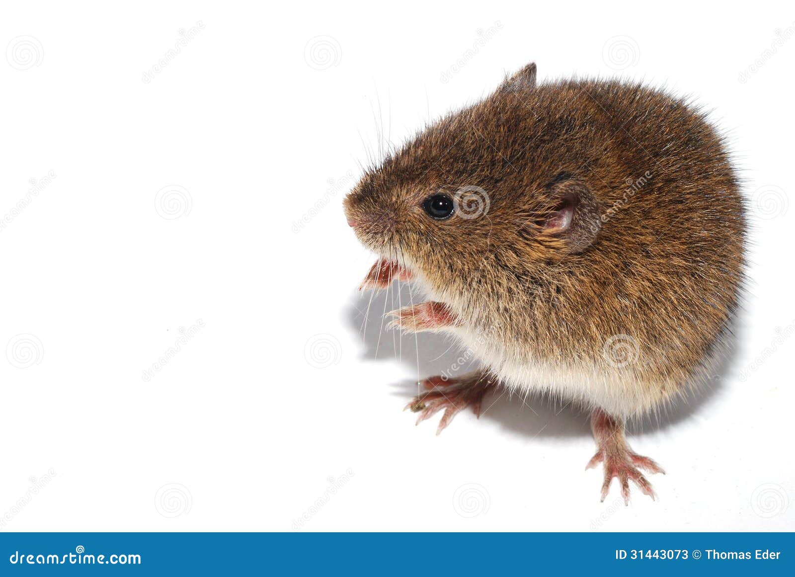Mouse look right stock image. Image of animal, powerful - 31443073