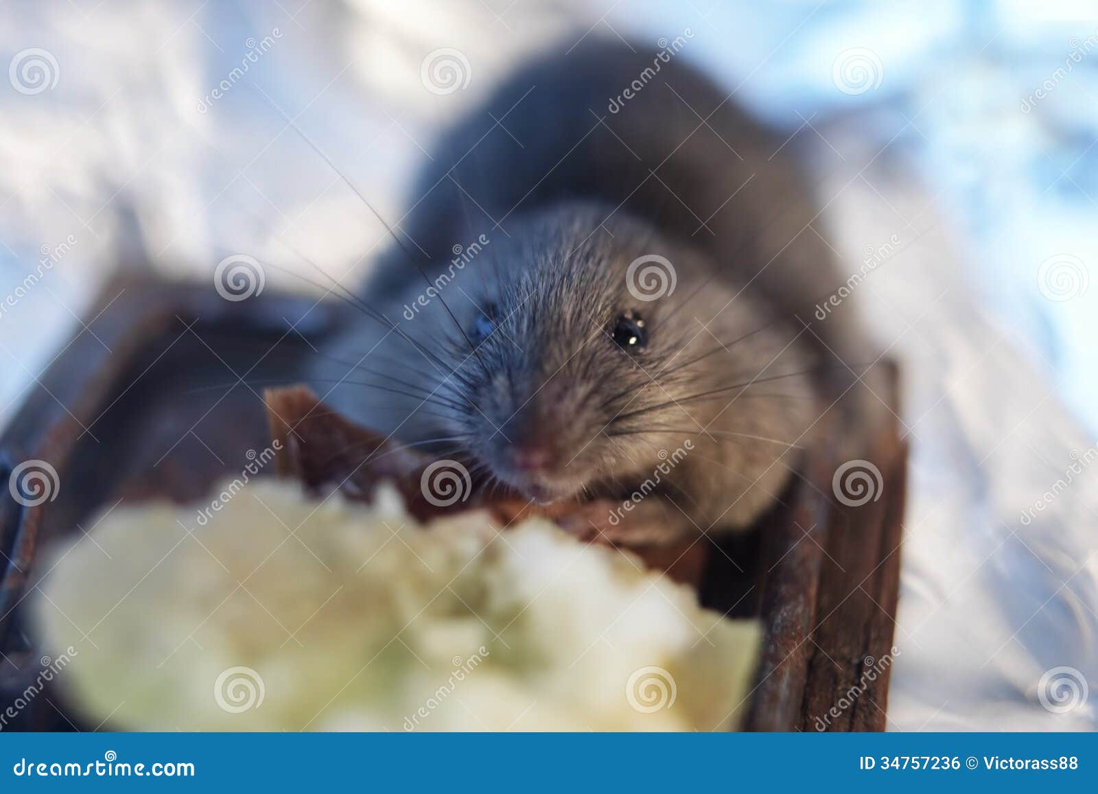 Mouse looking at food stock photo. Image of cheese, domestic - 34757236