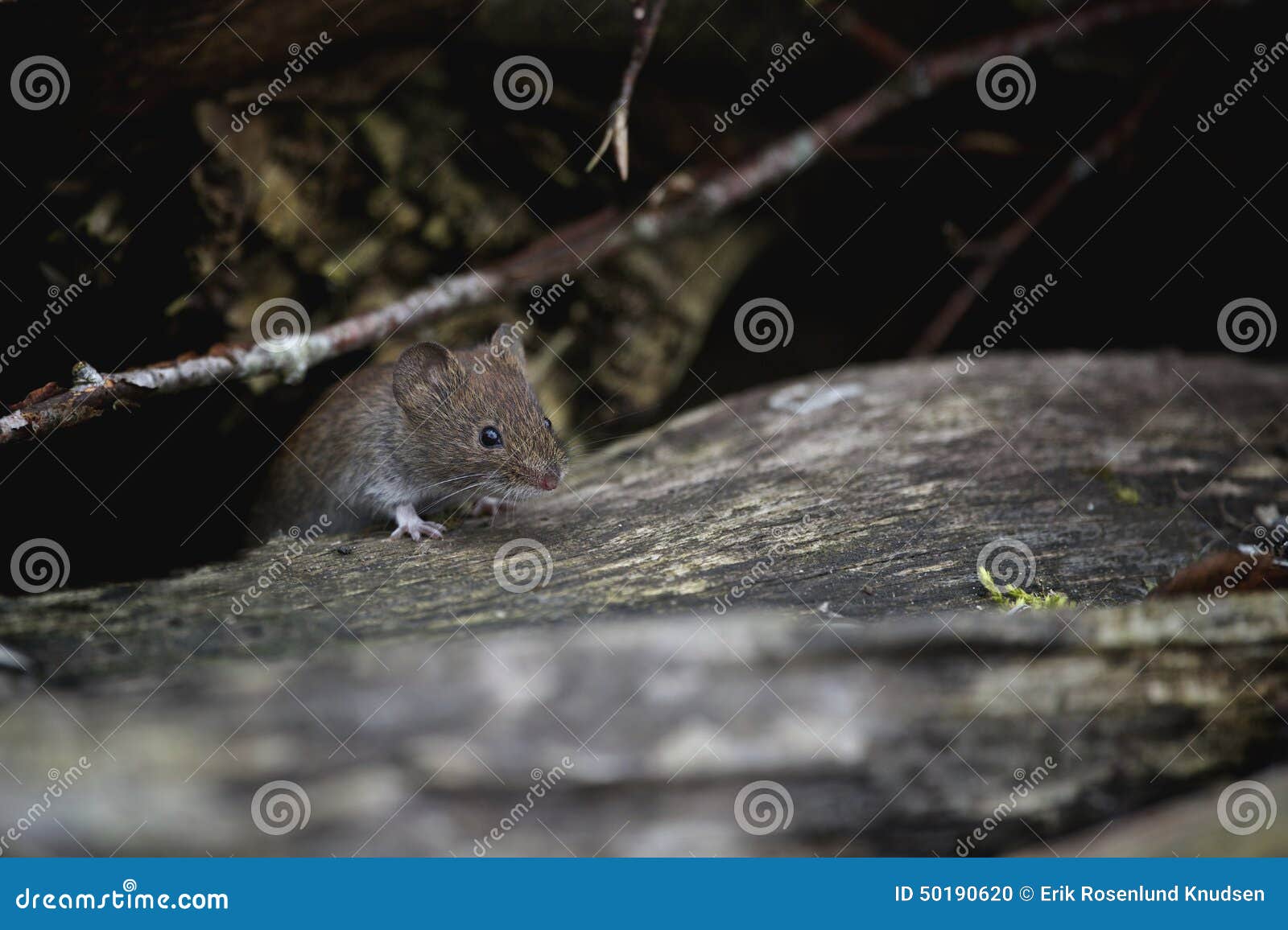 Mouse Looking Out from His Cave Stock Photo - Image of sweet, cave ...