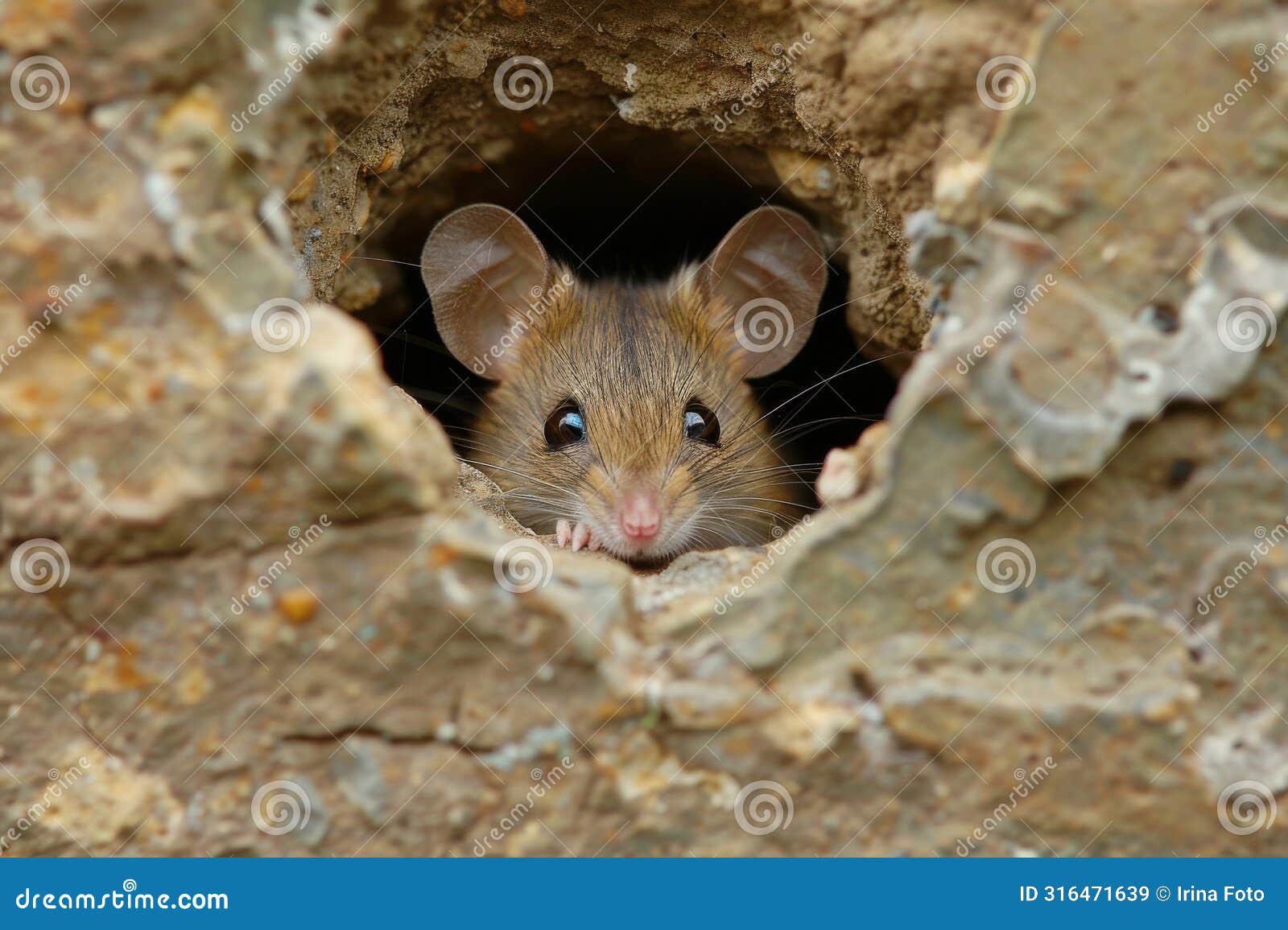 Mouse Looking Out from Hole in Concrete Surface Stock Image - Image of ...