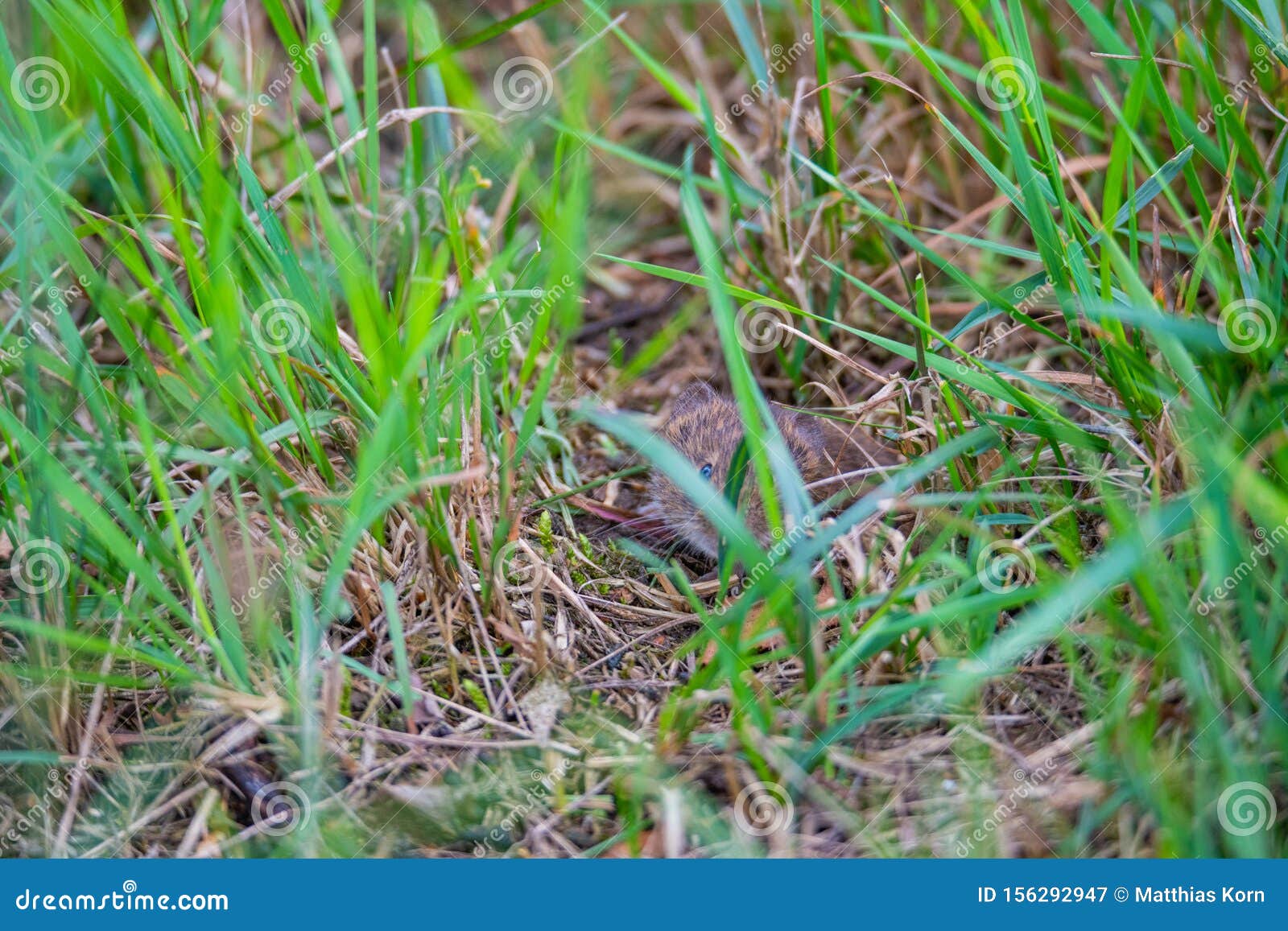 A Mouse Looking Out from a Mousehole between Grasses Stock Image ...