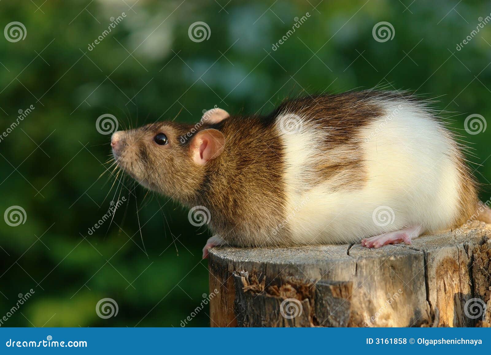 Mouse Looking Up Picture. Image: 3161858