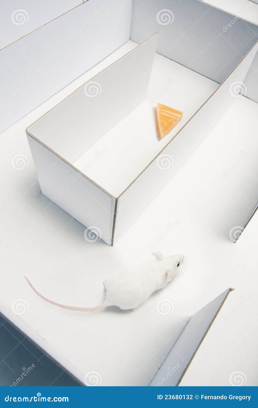 Mouse in a Maze Looking for Cheese Stock Photo - Image of complexity ...