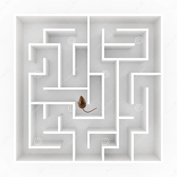 Mouse in maze stock image. Image of looking, puzzle, choice - 33982995
