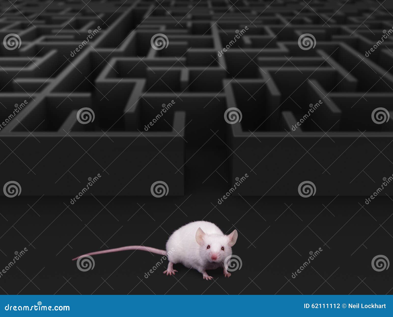 Mouse Maze stock photo. Image of intelligence, mammal - 62111112