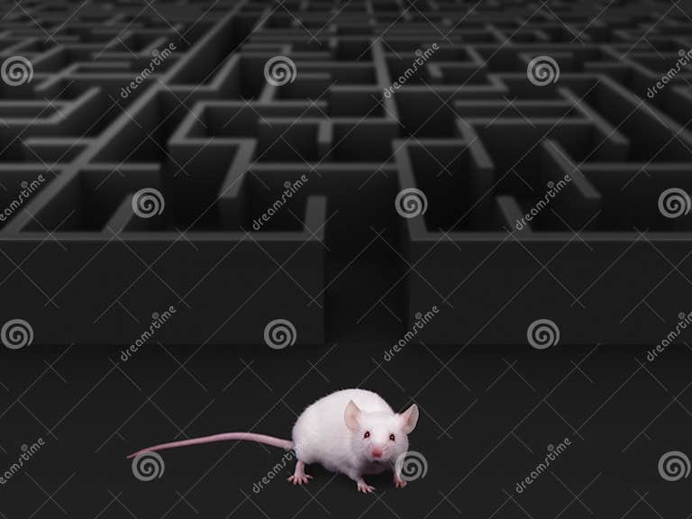 Mouse Maze stock photo. Image of intelligence, mammal - 62111112
