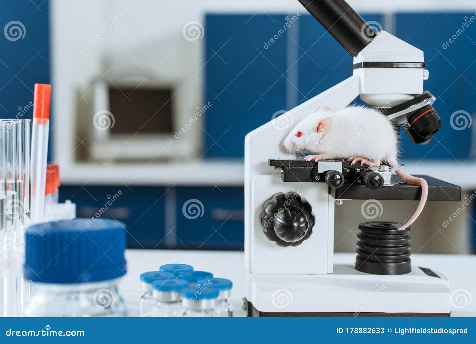 Mouse on Microscope Near Test Tubes and Containers with Medicines Stock ...