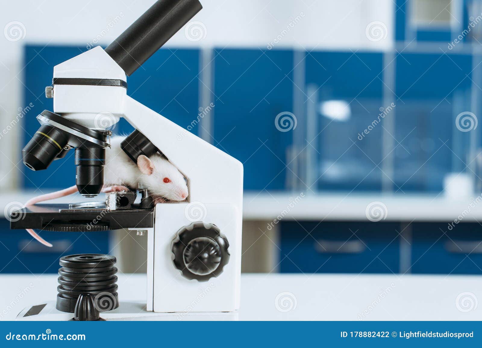 While Mouse on Microscope in Veterinary Clinic Stock Photo - Image of ...