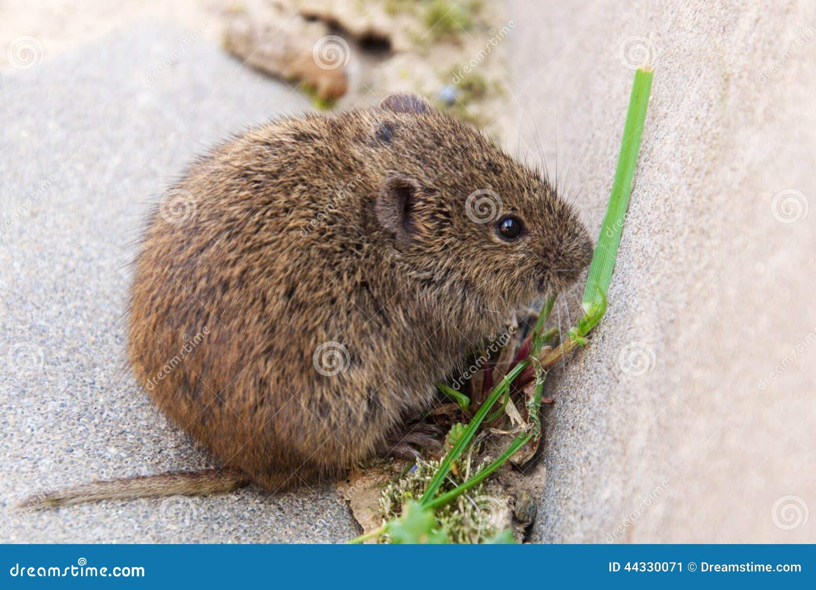 Mouse stock image. Image of lives, apodemus, tailed, nature - 44330071