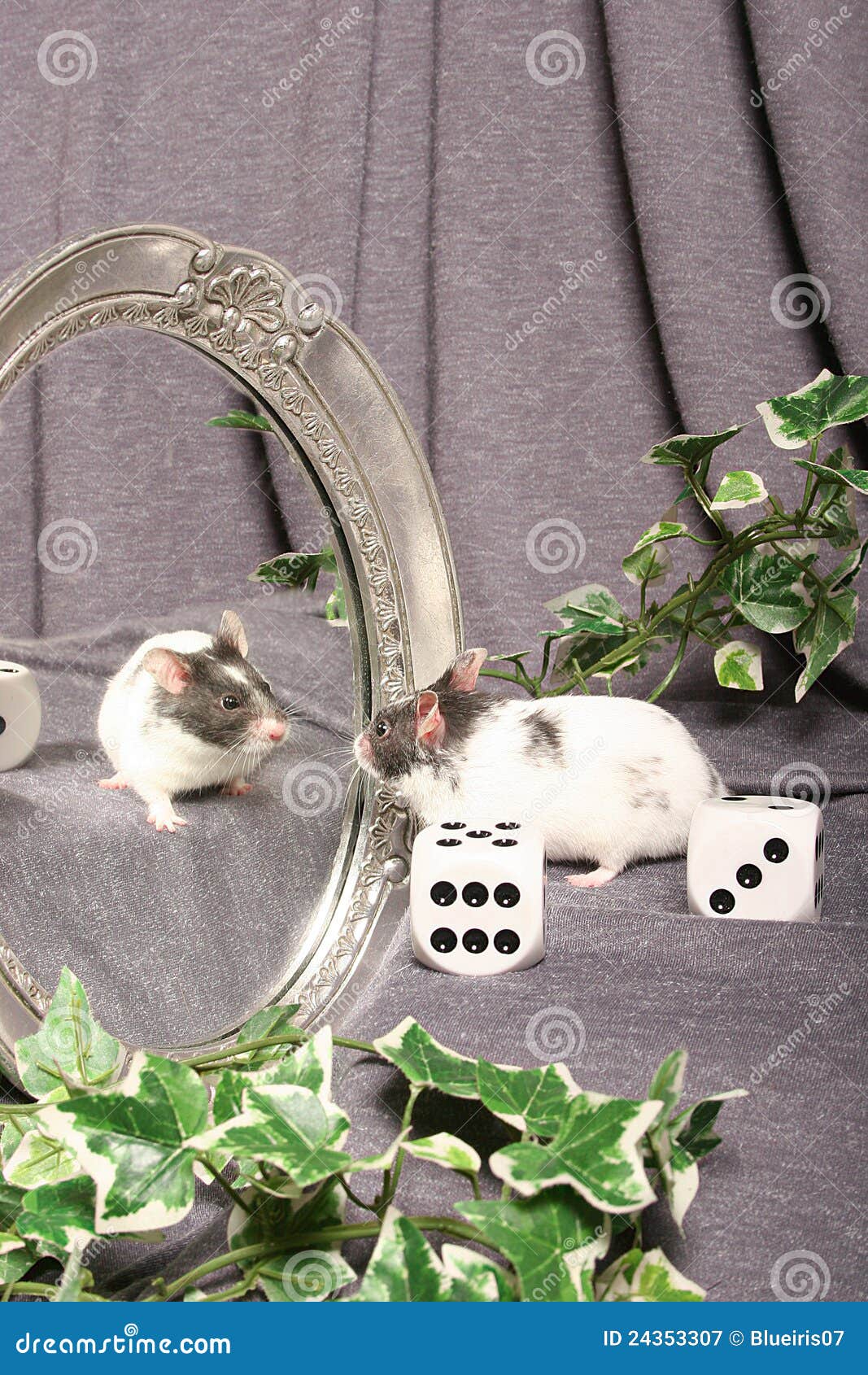 Mouse in a Mirror stock image. Image of rodent, tiny - 24353307
