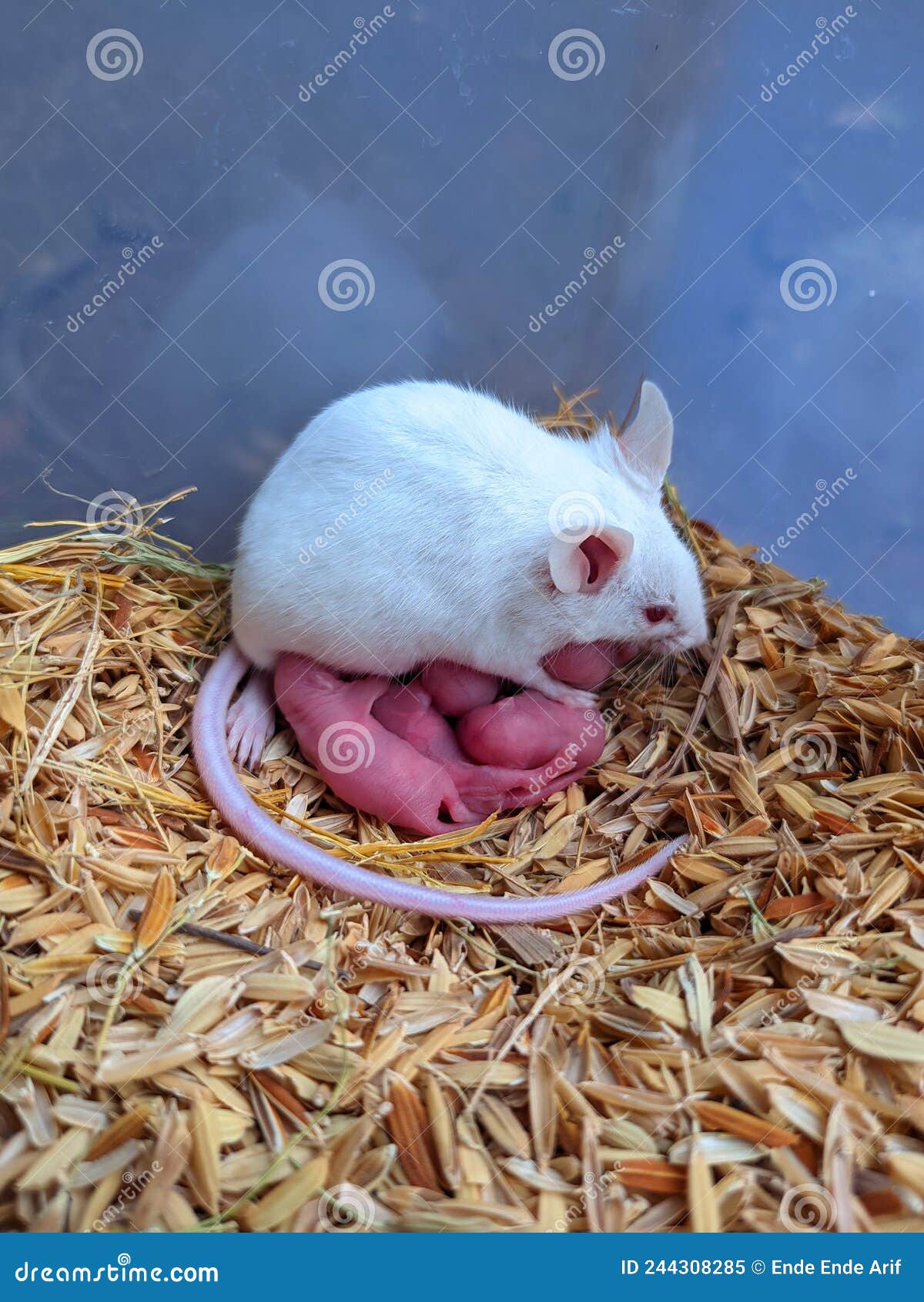 Mouse Mother Feeding Her Child Stock Image - Image of squirrel, mouse ...