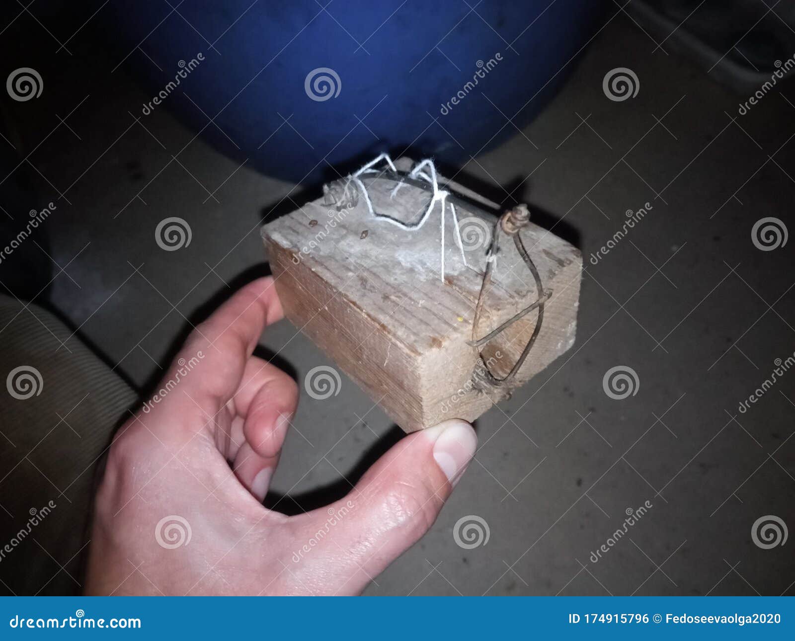 Mouse Mouse. Mousetrap Based on Gnawing of the Thread Stock Photo ...