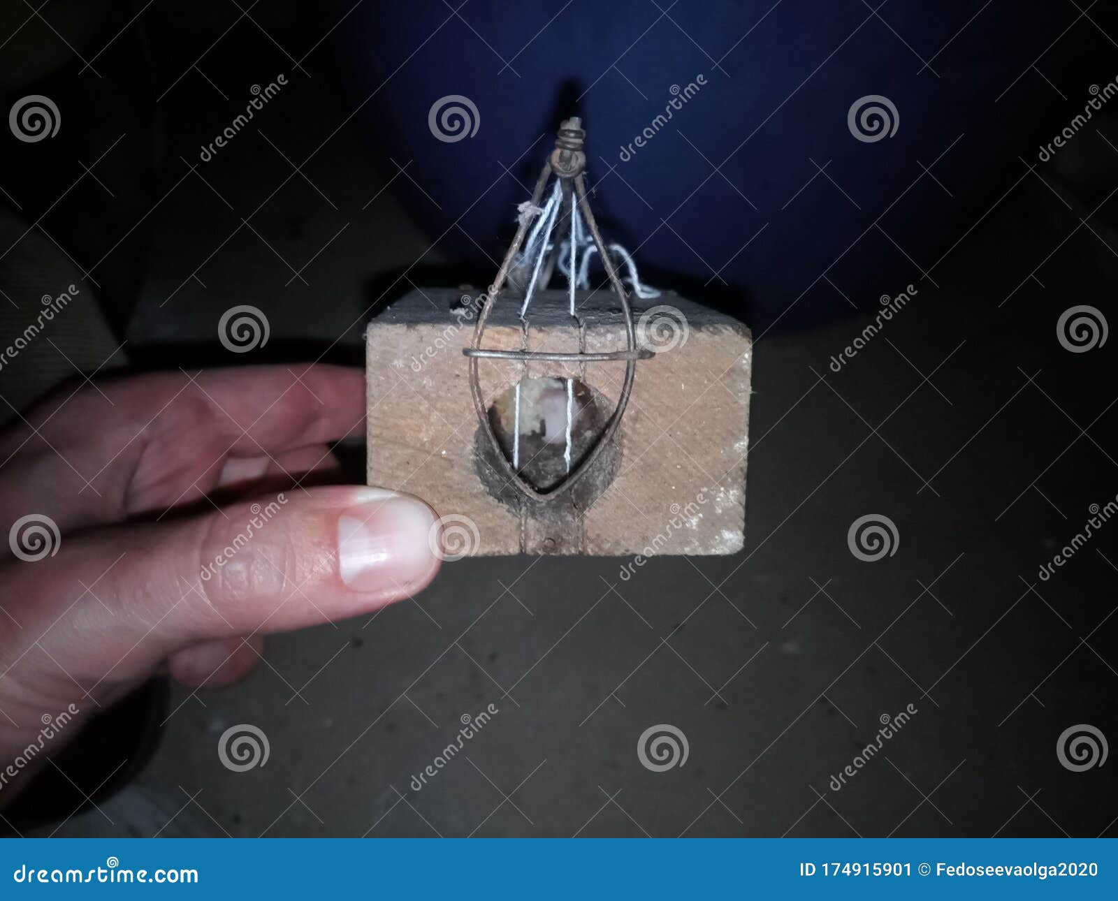 Mouse Mouse. Mousetrap Based on Gnawing of the Thread Stock Image ...