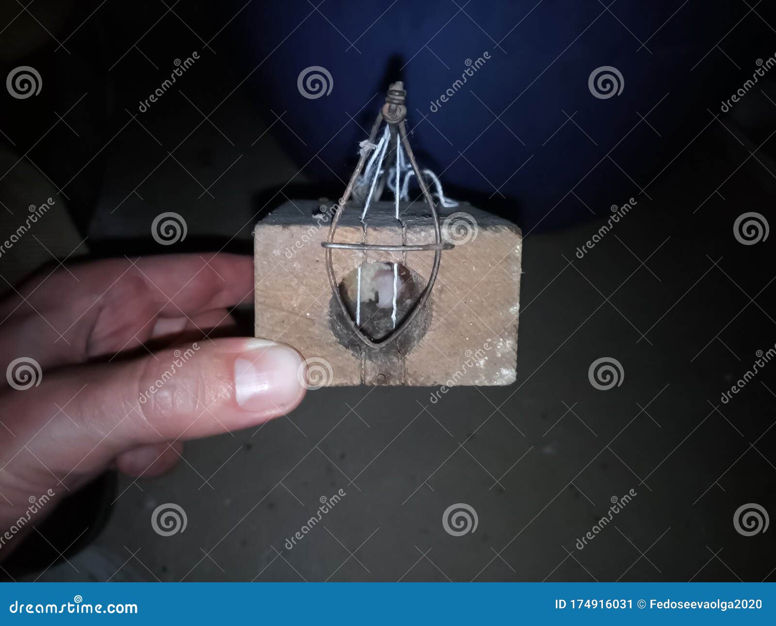 Mouse Mouse. Mousetrap Based on Gnawing of the Thread Stock Image ...
