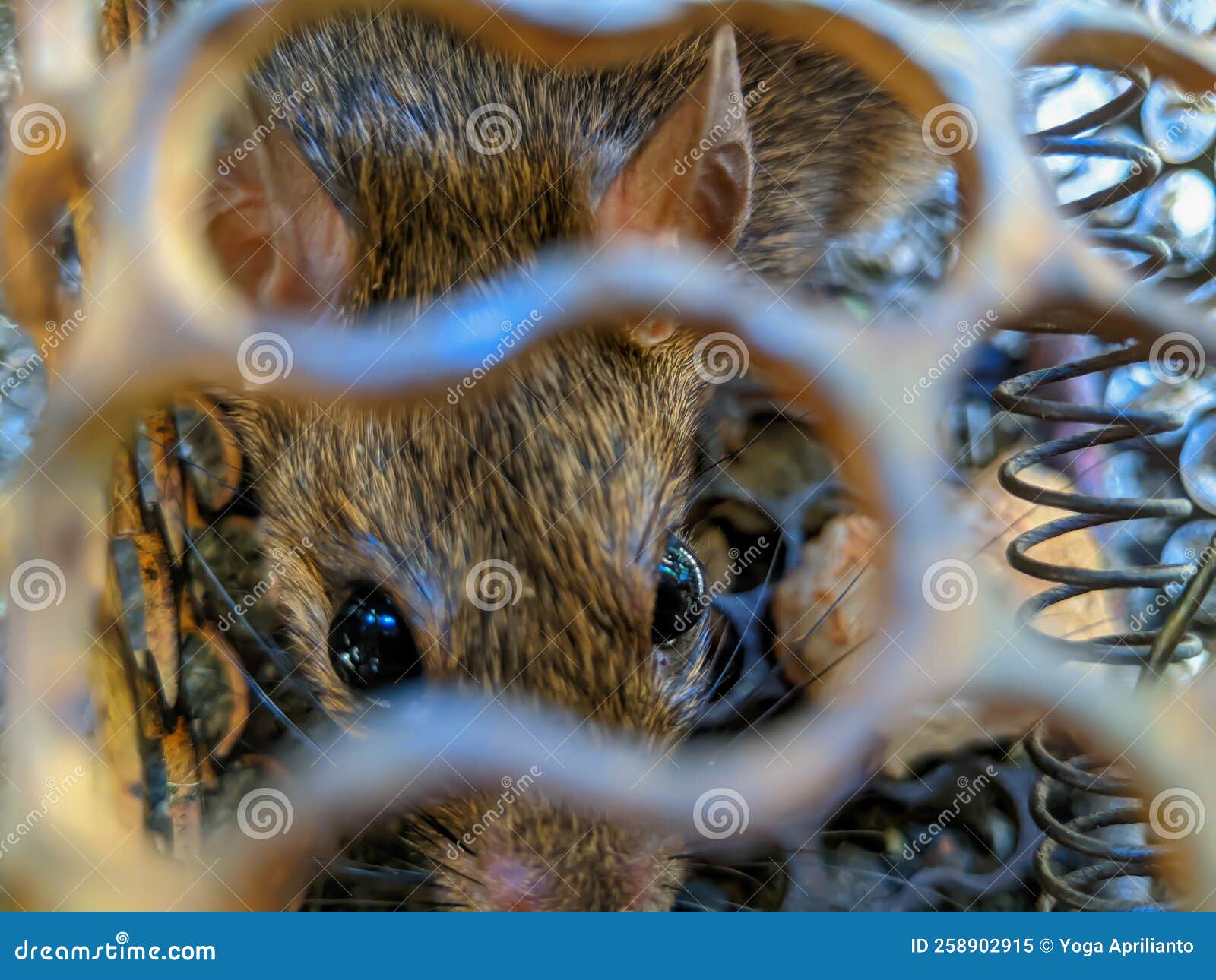 A Mouse in a Mousetrap. Mouse Toes. Iron Mousetrap Stock Image - Image ...