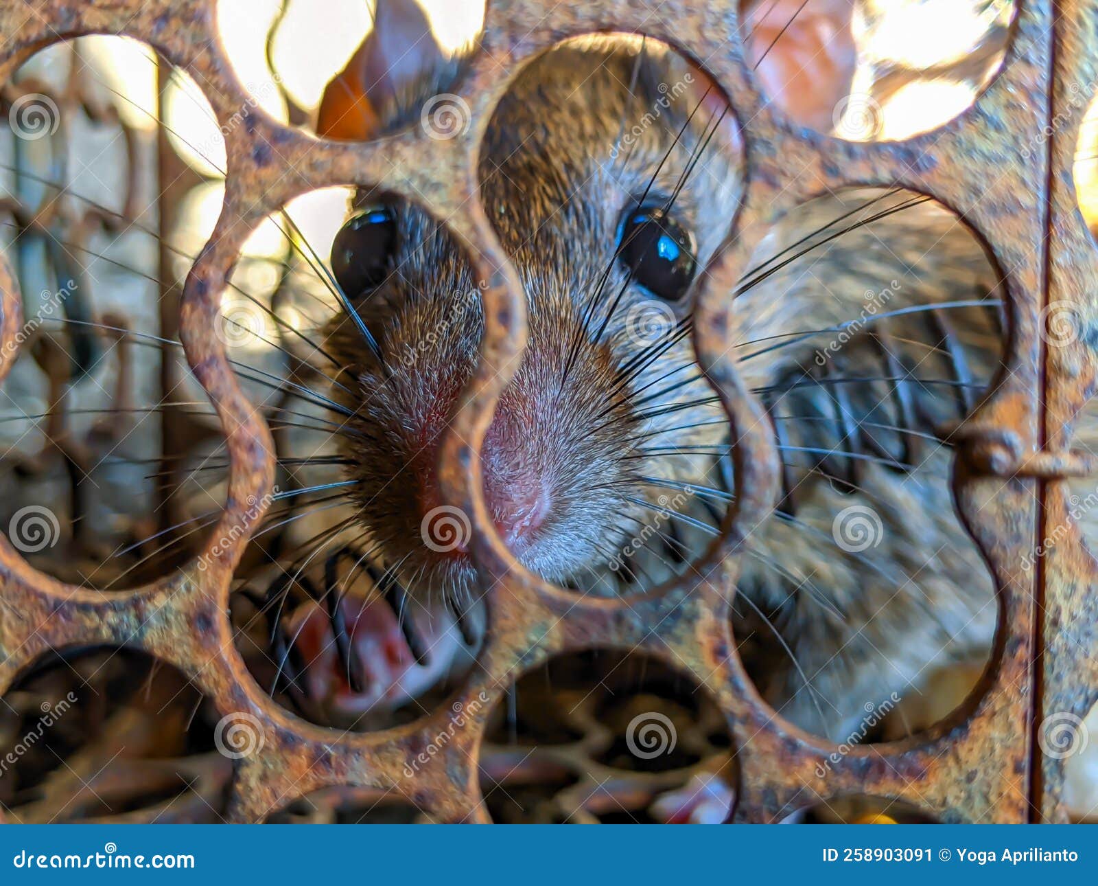 A Mouse in a Mousetrap. Mouse Toes. Iron Mousetrap Stock Image - Image ...