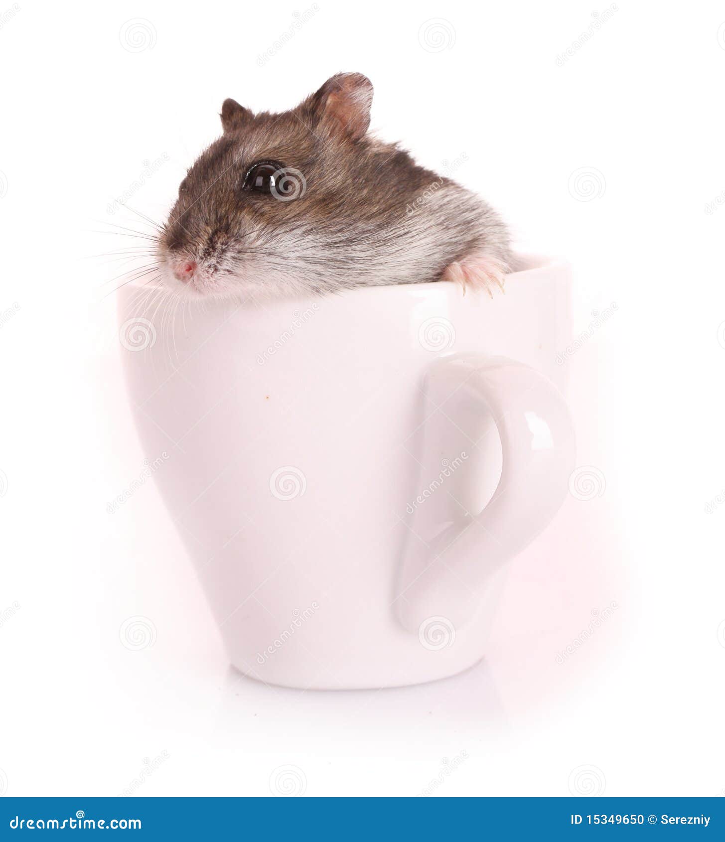 Mouse in a mug stock photo. Image of cute, natural, hamster - 15349650