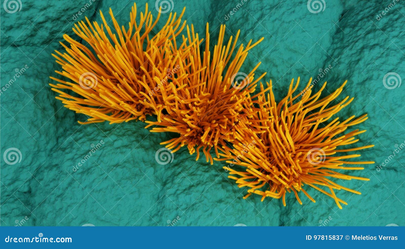 Mouse multiciliated cells stock illustration. Illustration of cell ...