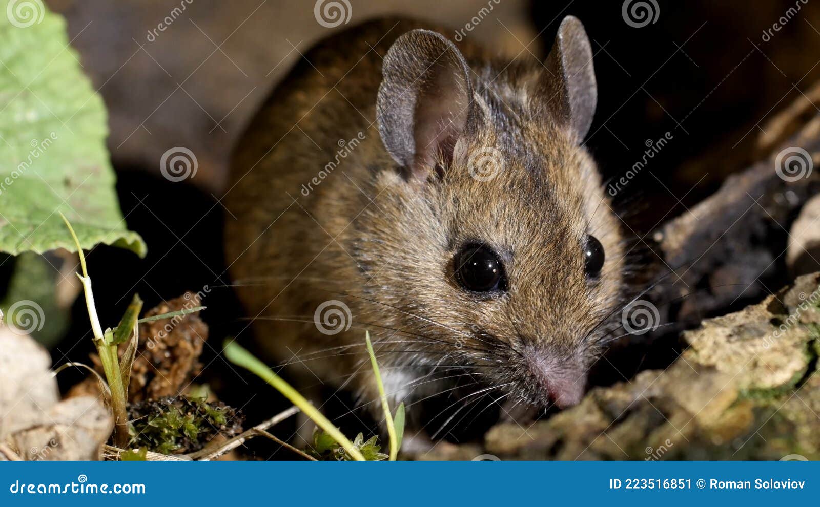 Mouse in Nature - Side View Stock Image - Image of rodent, little ...