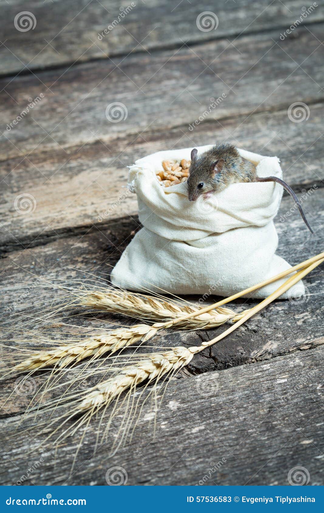 The mouse nibbles grain stock image. Image of hungry - 57536583