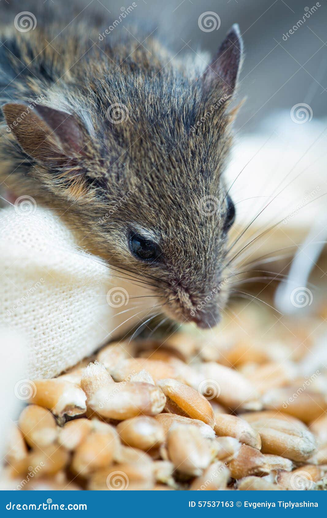 The mouse nibbles grain stock image. Image of wheat, pest - 57537163