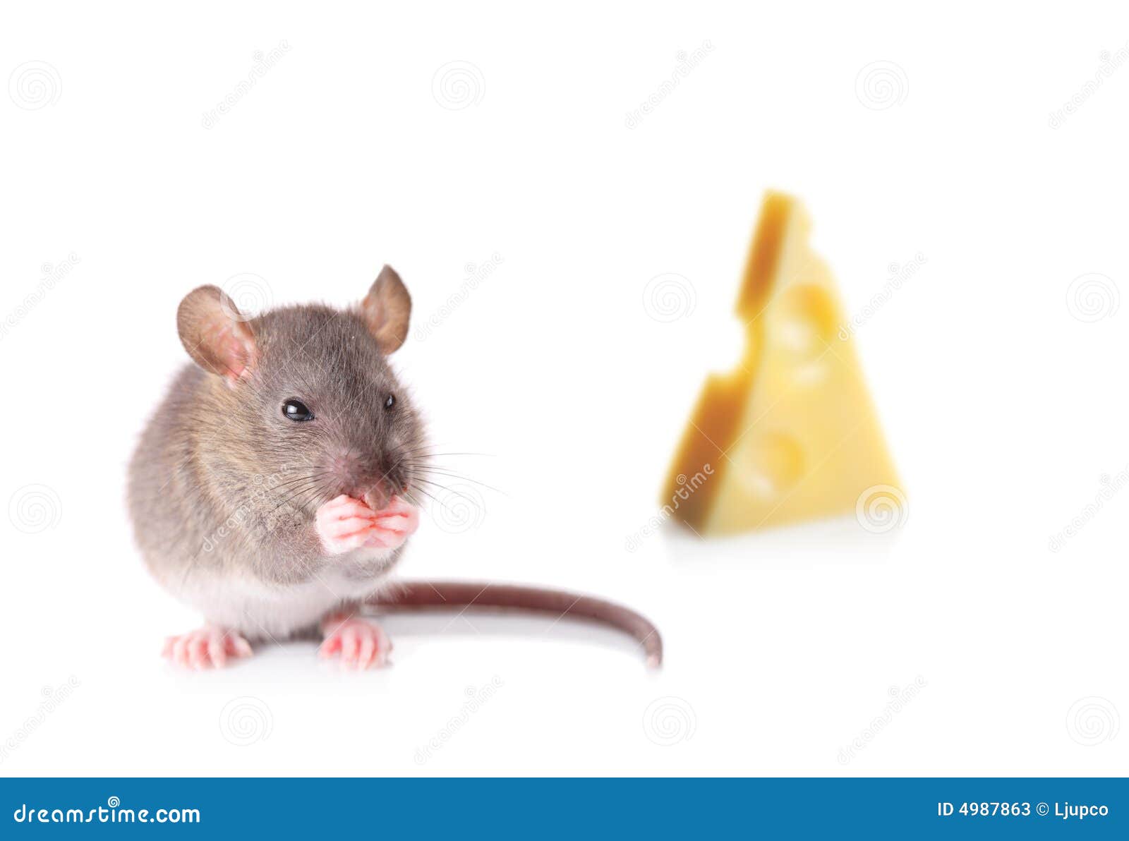 Mouse nibbling some cheese stock image. Image of cute - 4987863
