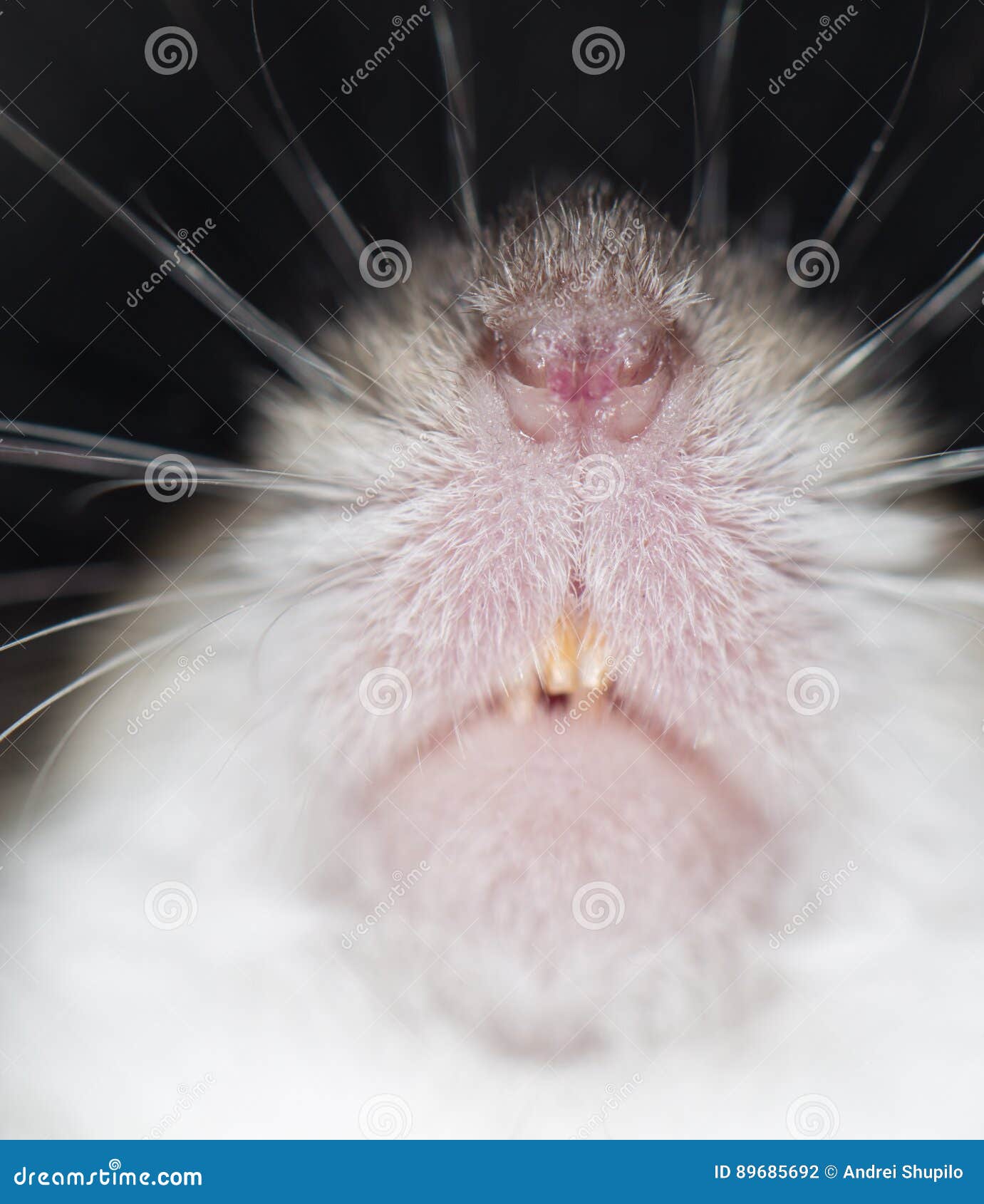 Mouse nose. close-up stock photo. Image of white, tail - 89685692