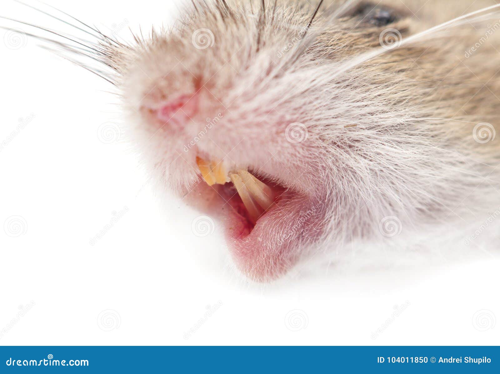 Mouse nose. macro stock photo. Image of beautiful, skin - 104011850
