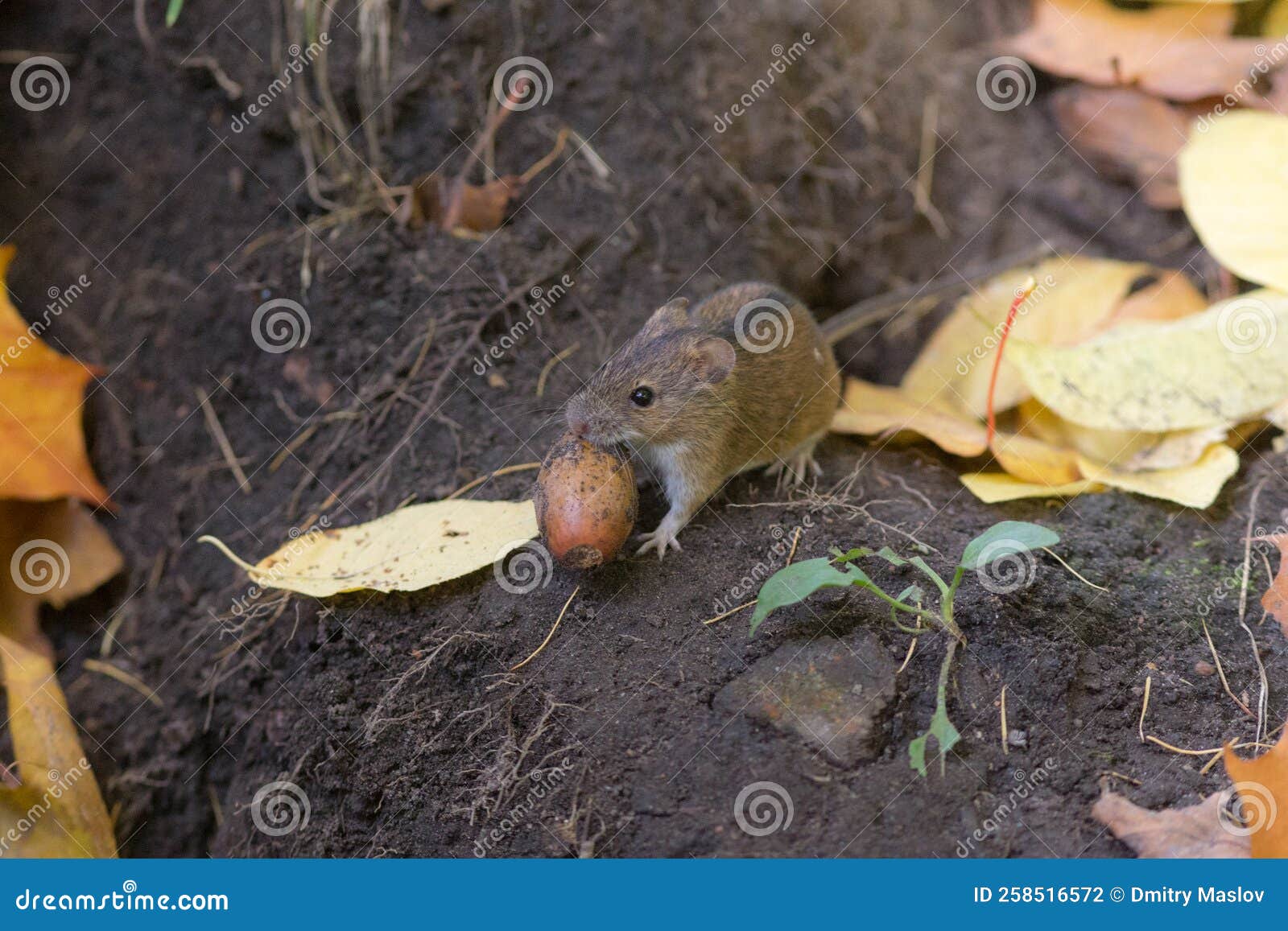 Mouse with a Nut on the Ground Stock Photo - Image of ground, leaf ...