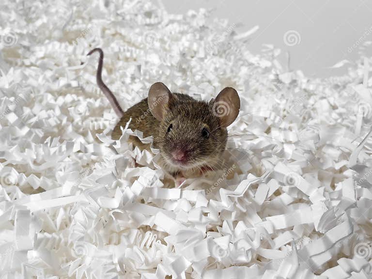 Mouse and paper stock photo. Image of detail, grunge - 29097304