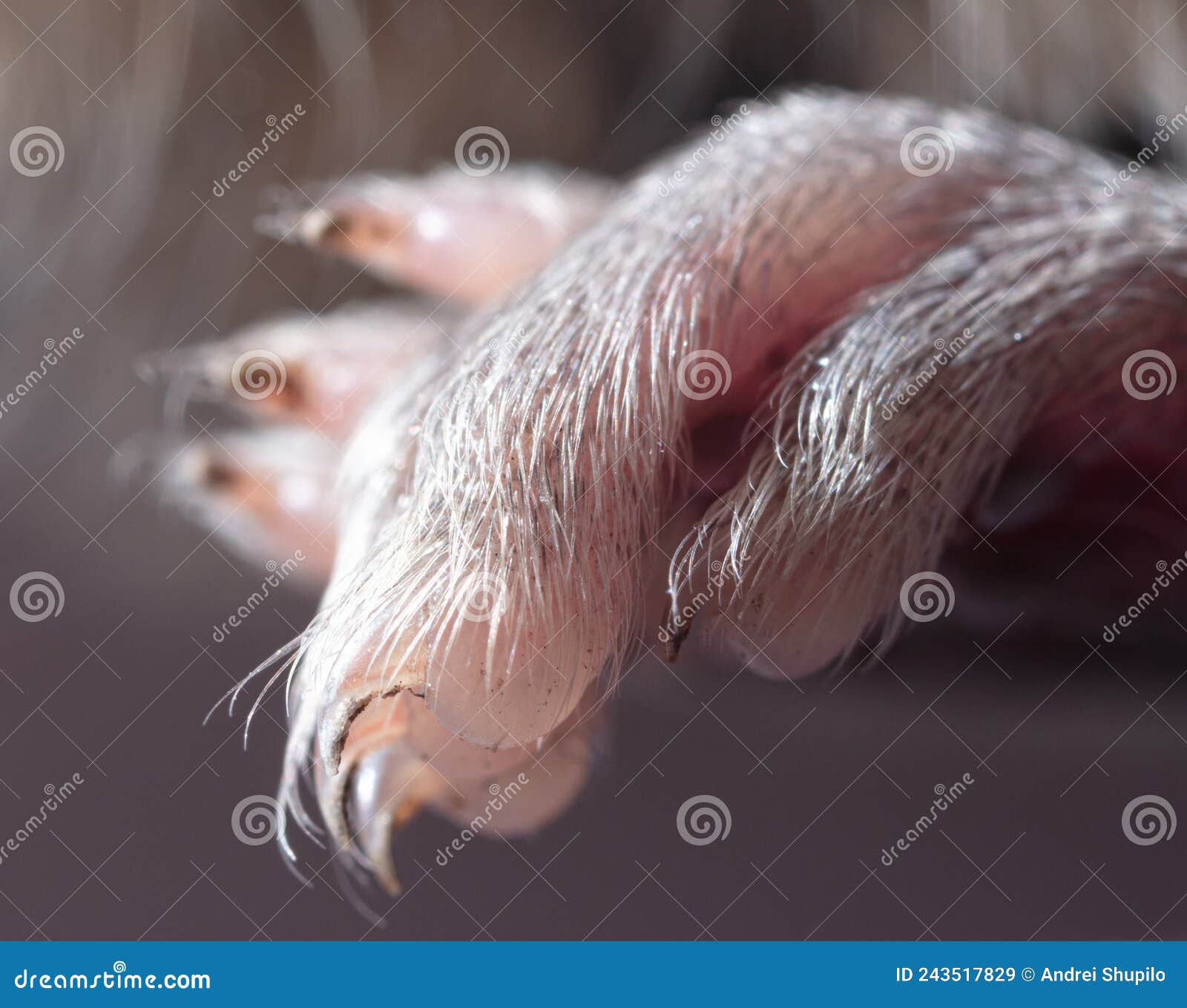 Mouse paw with claws. stock image. Image of wool, mouse - 243517829