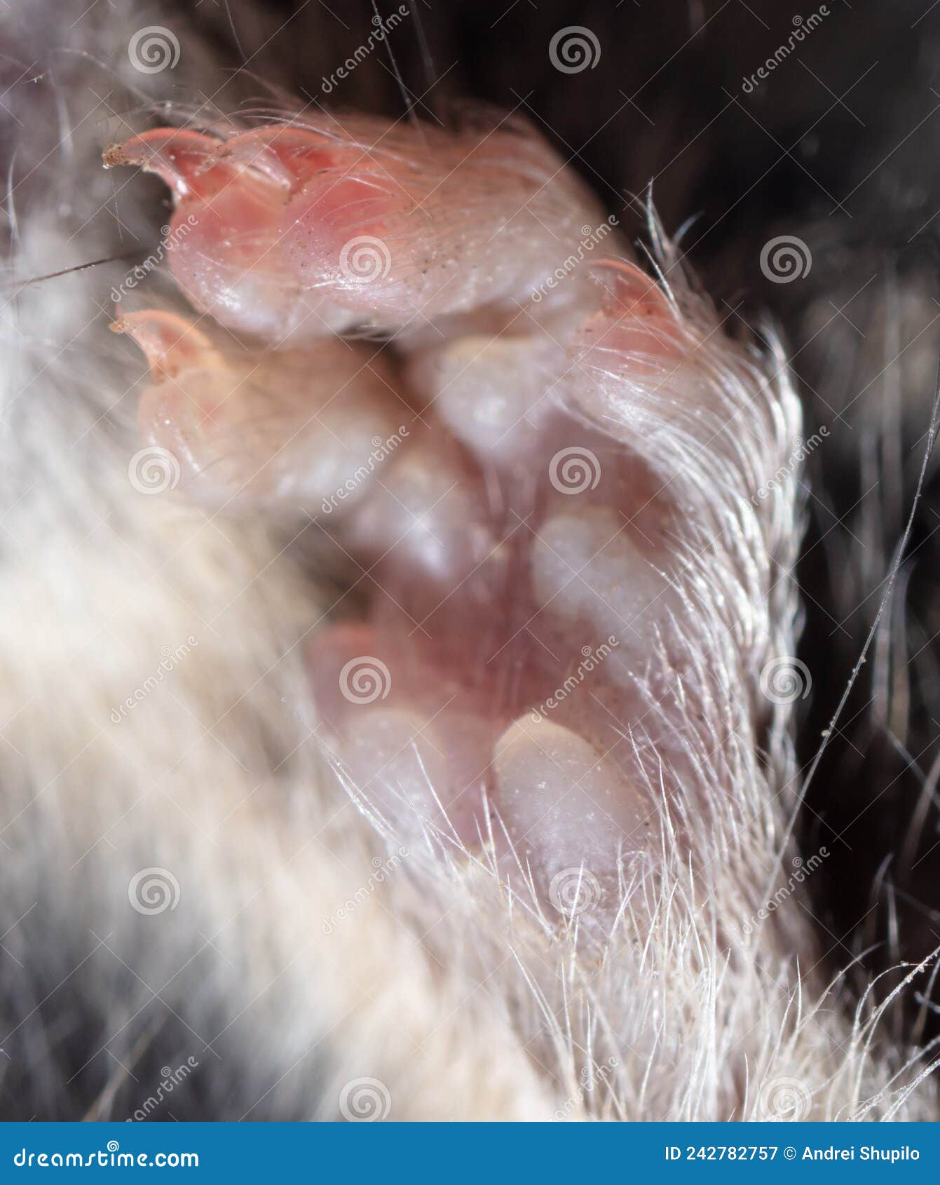 Mouse paw with claws. stock image. Image of paws, hair - 242782757