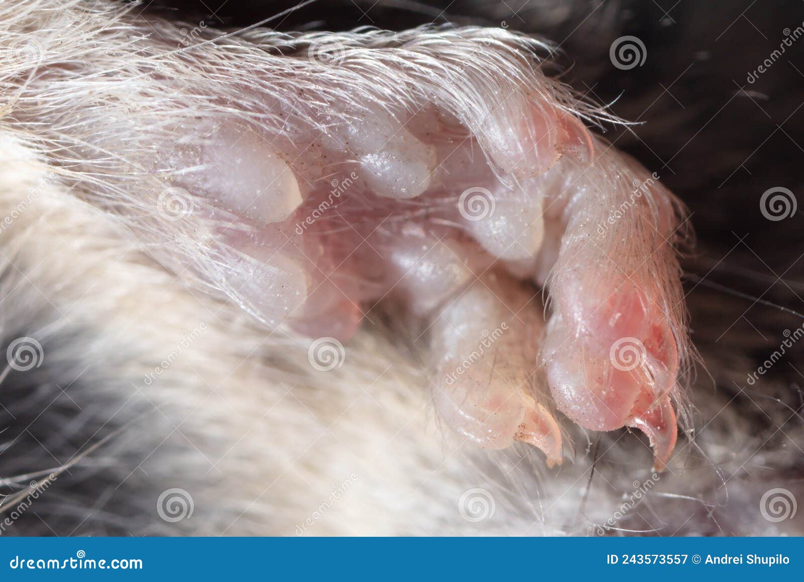 Mouse paw with claws. stock image. Image of finger, rodent - 243573557