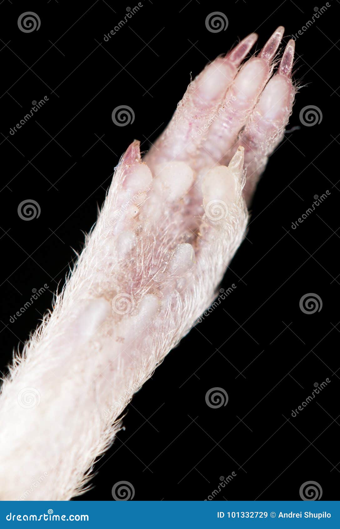 Mouse paw. close-up stock image. Image of hair, hairy - 101332729