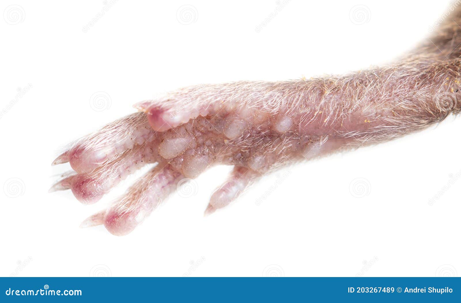 Mouse Paw Isolated on a White Background Stock Image - Image of mouse ...