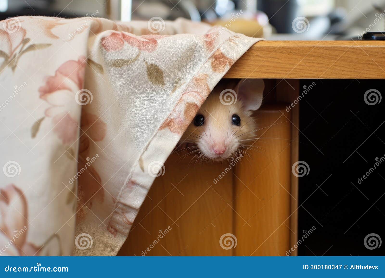 Mouse Peeping Out from Under a Kitchen Table Napkin Stock Image - Image ...