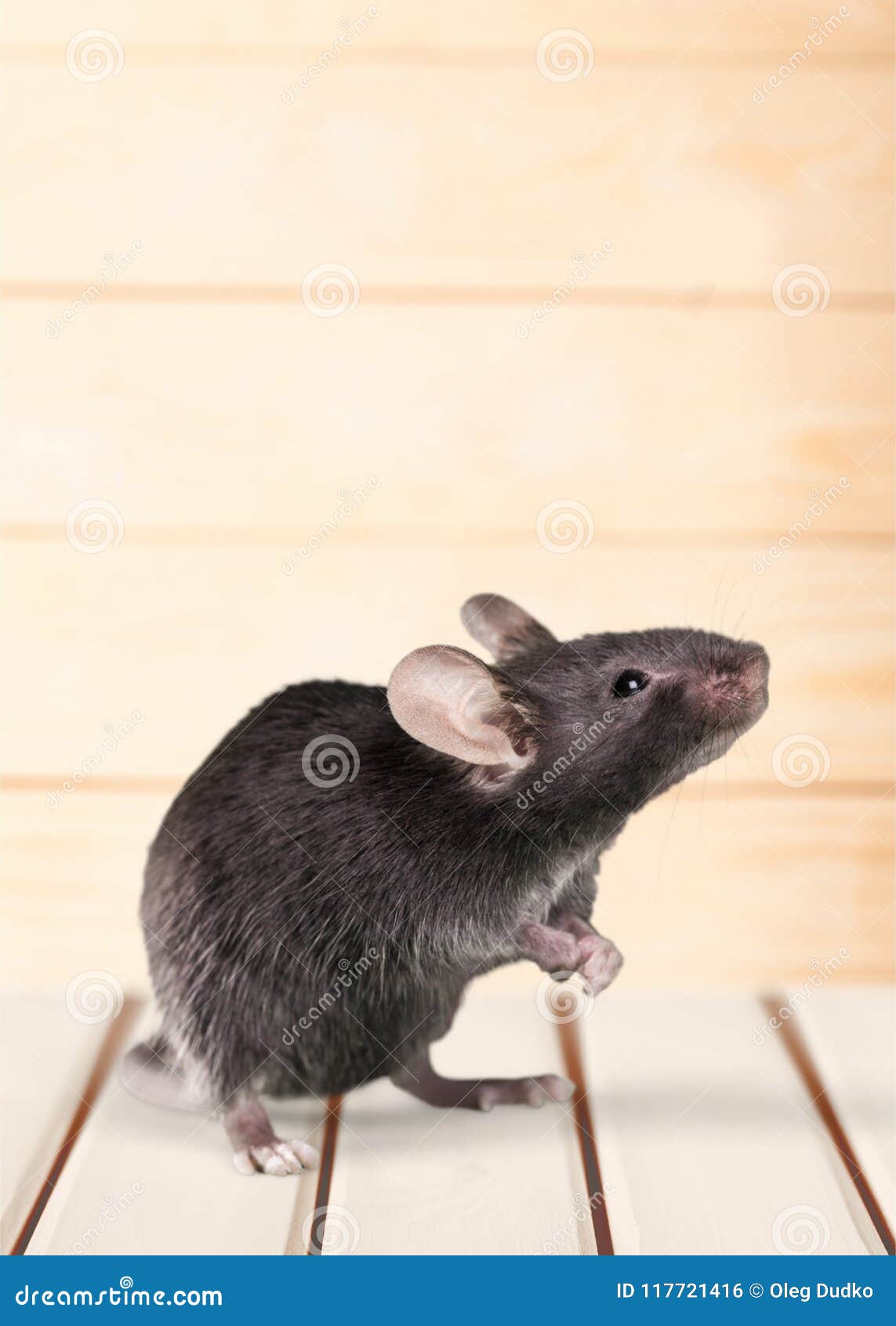 Mouse Animal Side View