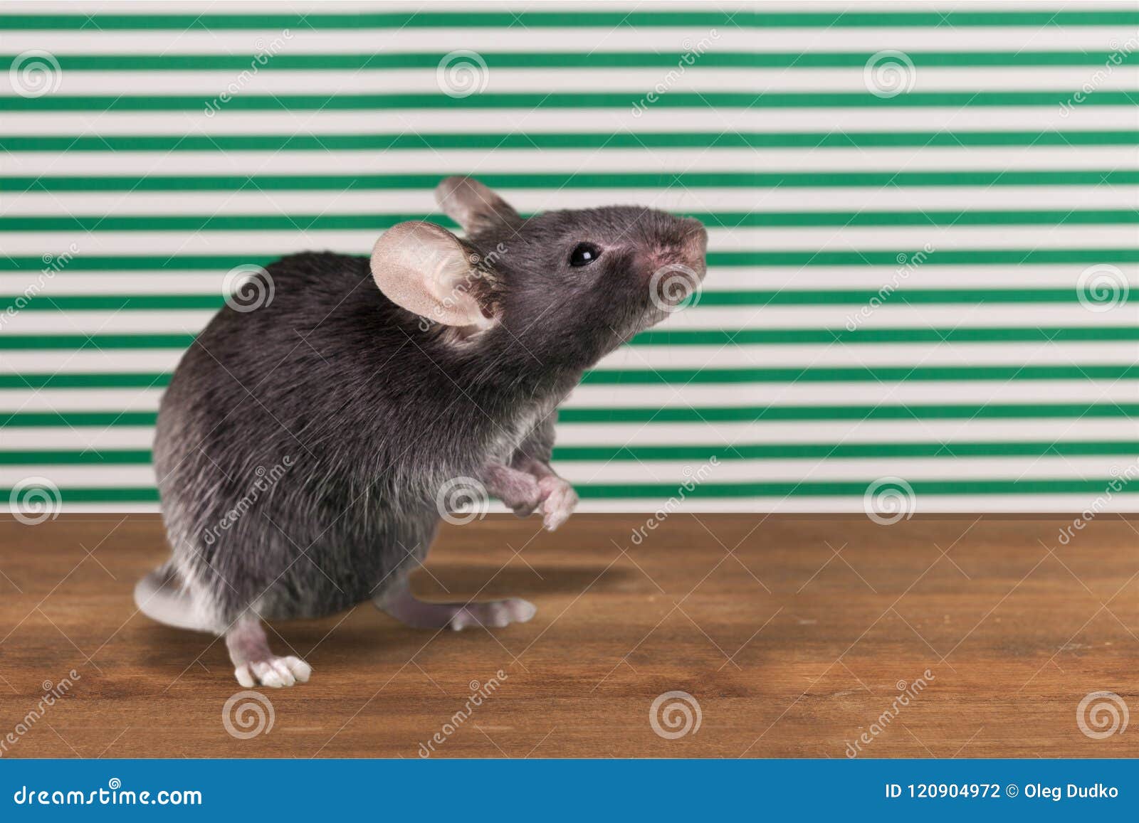 Mouse Animal Side View