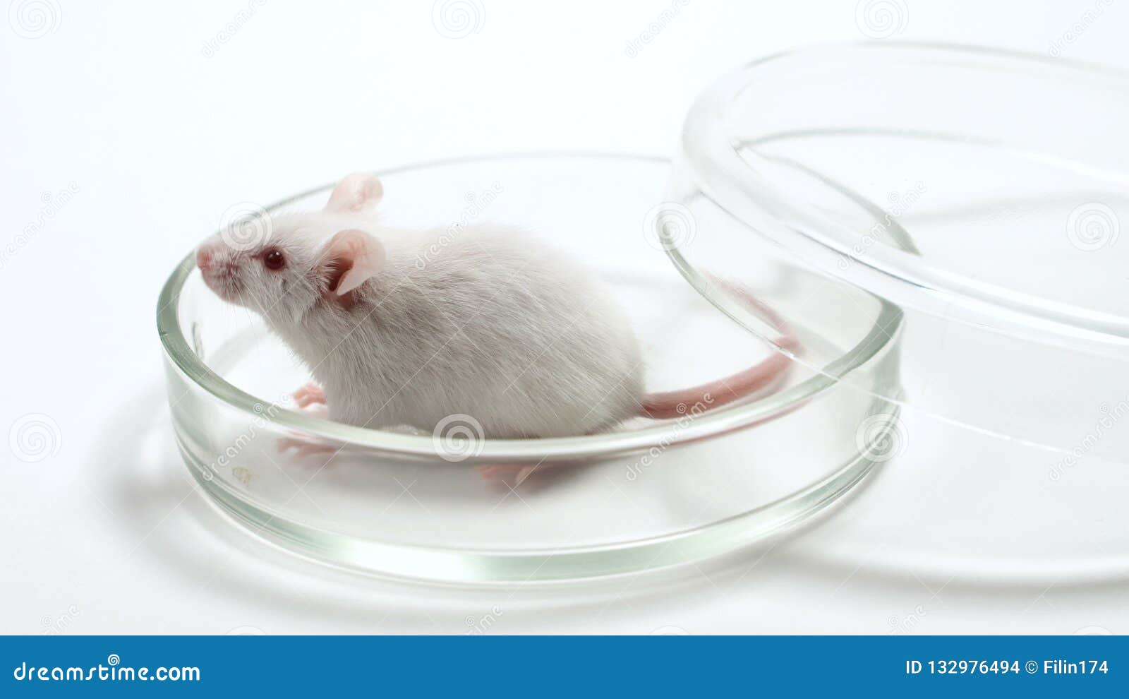 Mouse in a Petri Dish for Research. Concept - Drug Testing, Vaccine ...