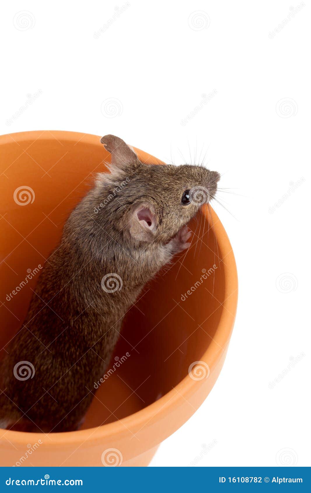 Mouse in Pot Isolated on White Stock Photo - Image of pest, copyspace ...