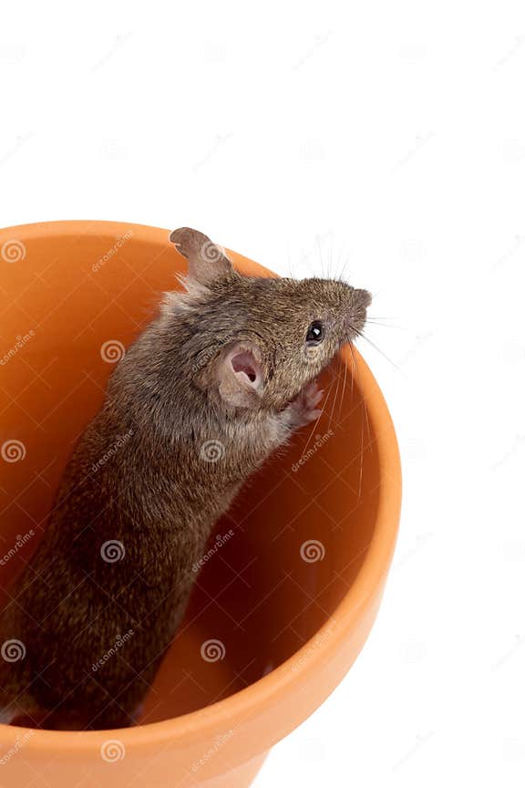 Mouse in Pot Isolated on White Stock Photo - Image of pest, copyspace ...