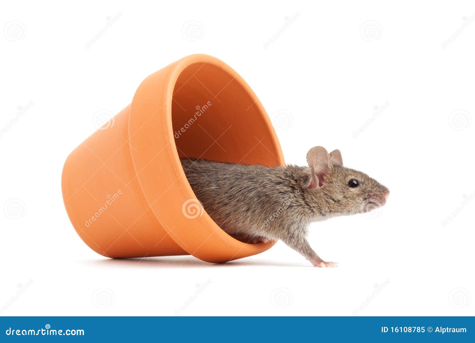 Mouse in a Pot Isolated on White Stock Image - Image of rodent, close ...