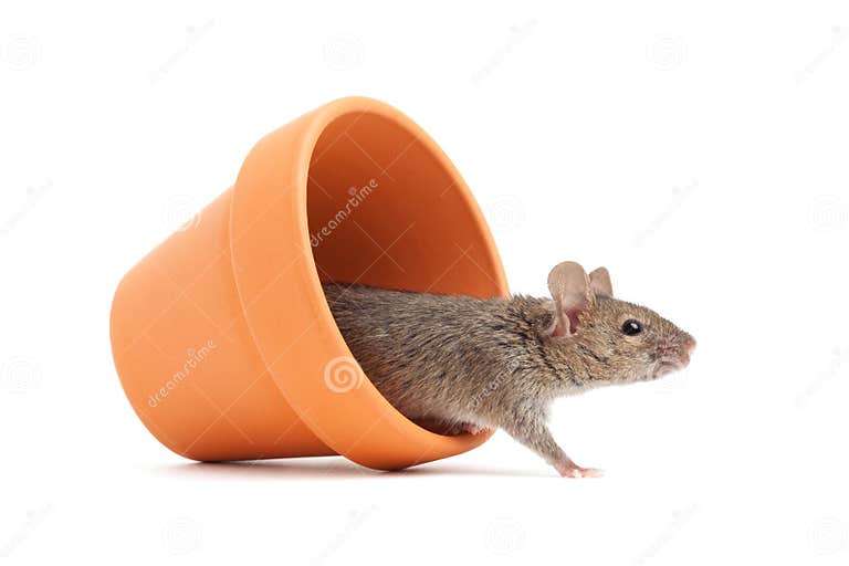 Mouse in a Pot Isolated on White Stock Image - Image of rodent, close ...