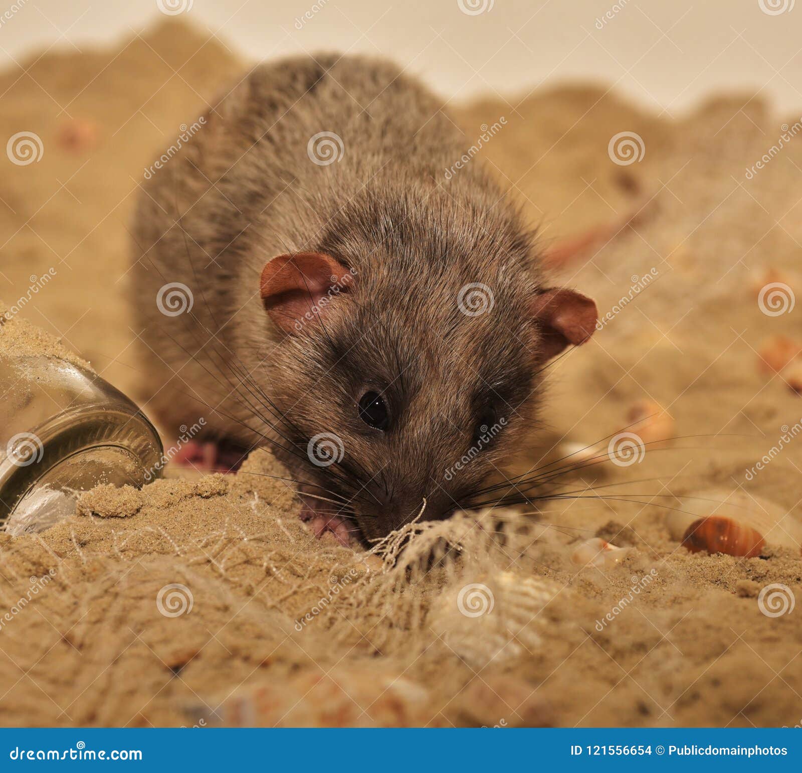 Mouse, Rat, Fauna, Muridae Picture. Image: 121556654