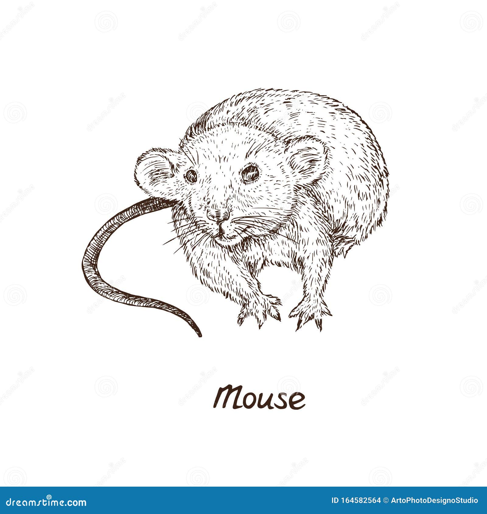 Mouse Rat, Hand Drawn Gravure Style, Vector Sketch Illustration Stock ...