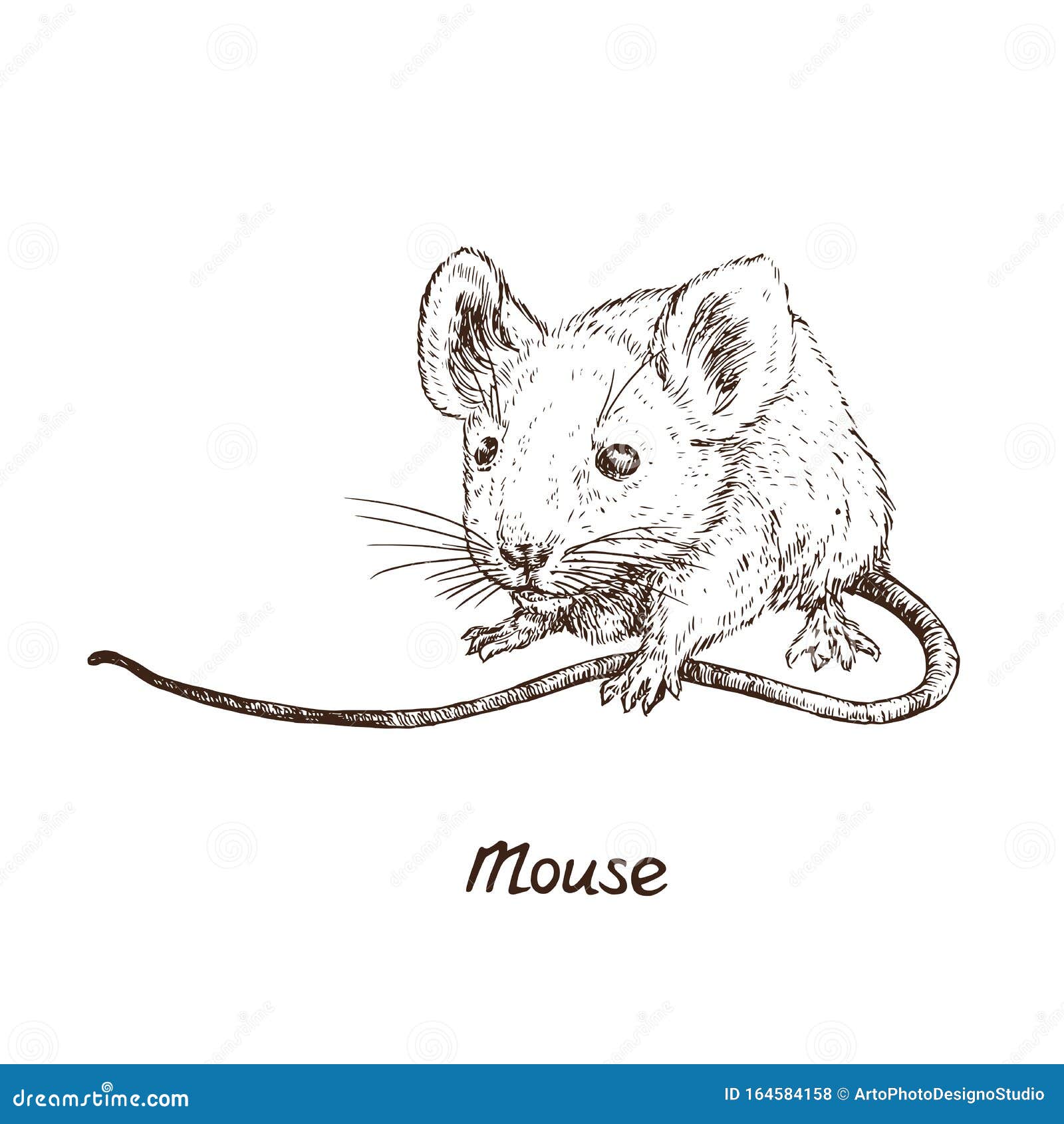Mouse Rat, Hand Drawn Gravure Style, Vector Sketch Illustration Stock ...