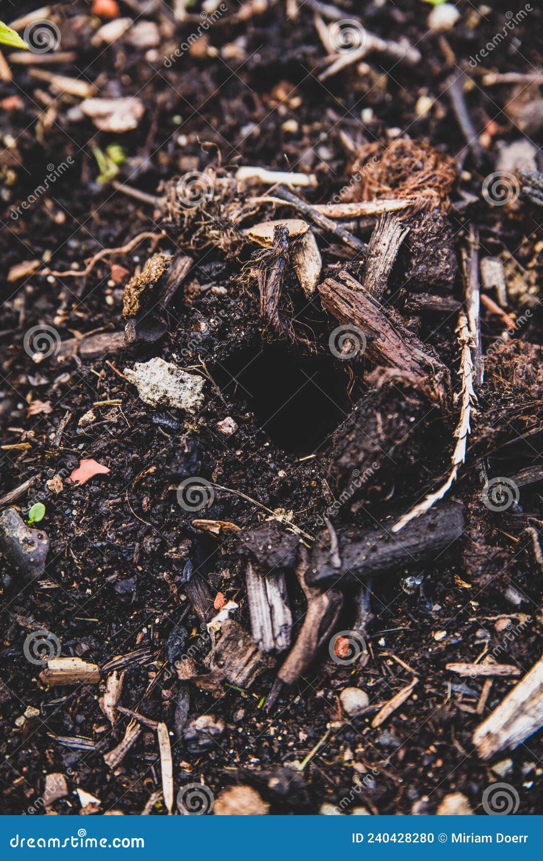 Mouse or Rat Hole in the Ground, Wildlife and Garden Stock Photo ...