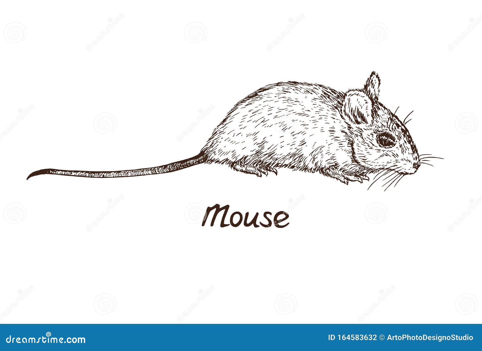 Mouse Rat Side View, Hand Drawn Gravure Style, Vector Sketch ...
