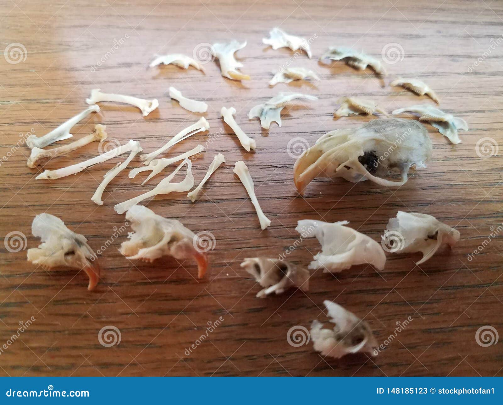 Mouse and Rat Skulls and Bones on Wood Desk Stock Image - Image of wood ...