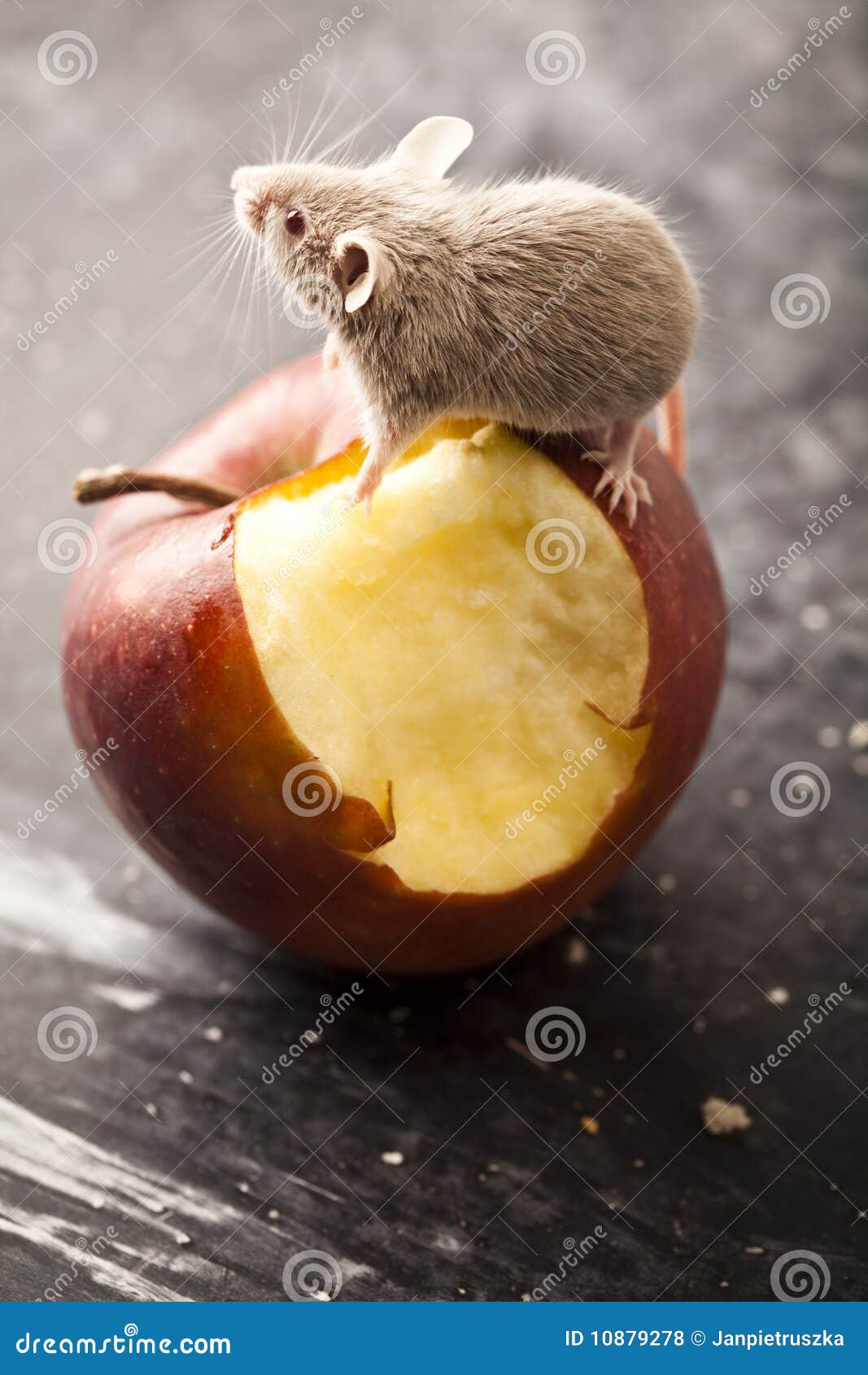 Mouse and red apple stock photo. Image of nature, sniff - 10879278